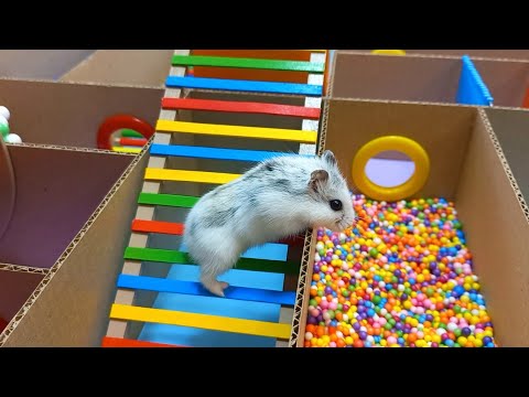 🔳 HAMSTER MAZE 🐹 [ Hamster Obstacle Course ] - YouTube