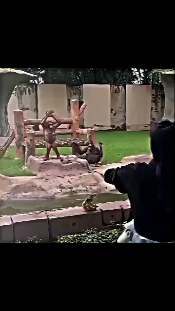 Monkey cooked - YouTube