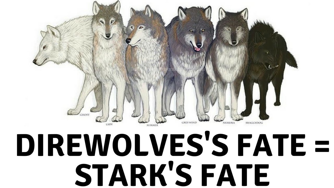 Game of Thrones Fan Theory | Direwolves's Fate = Stark's Fate - YouTube