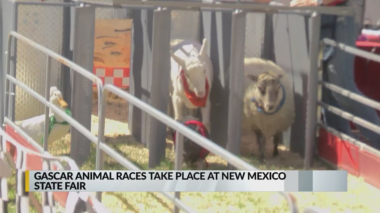 Gascar animal races take place at the New Mexico State Fair - YouTube