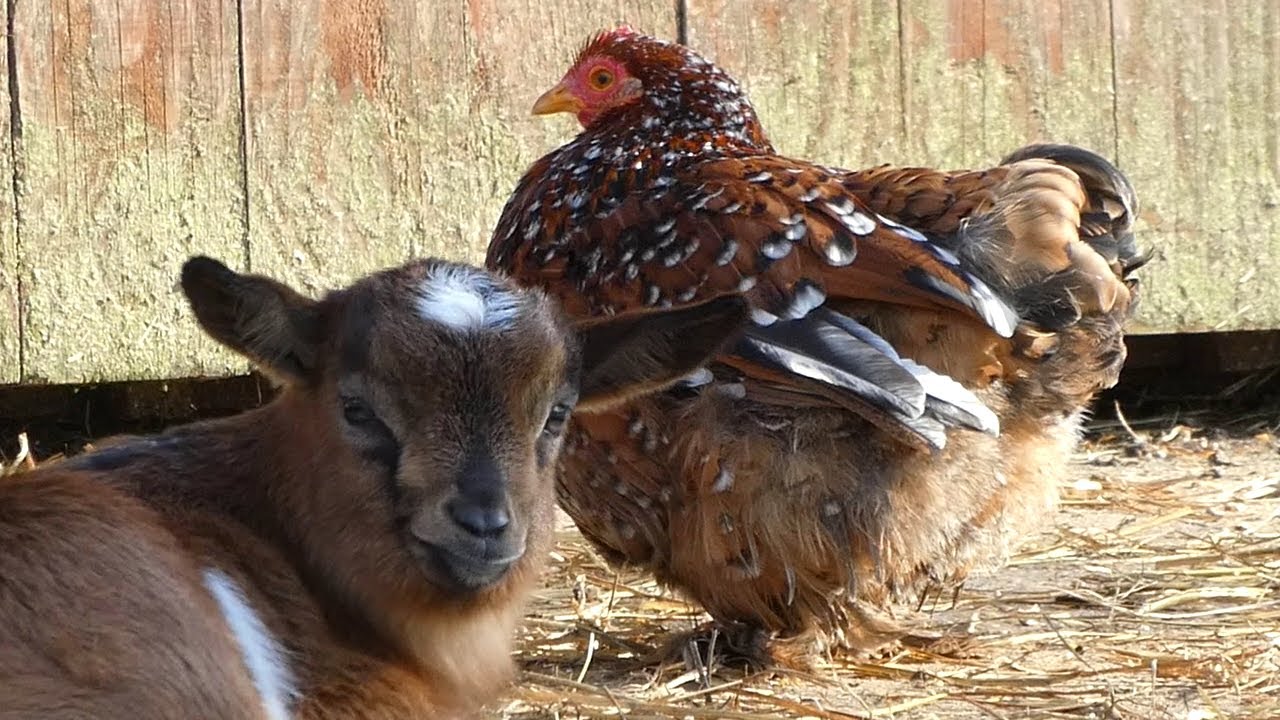 Part two : Kinds of Chicken in Belgium | Common backyard chicken breeds ...