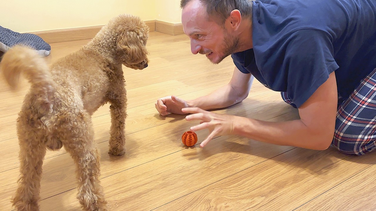 Charlie the Red Toy Poodle Makes Hilarious Noises Playing with Dad ...