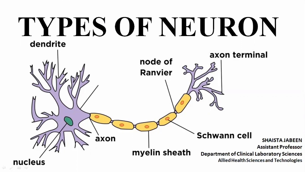 Neuron Types | Different Types of Neuron on the basis of Structural ...