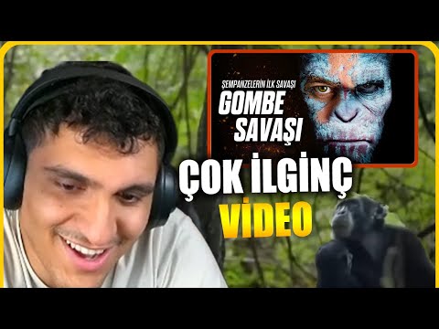 CharmQuell ''Gombe Şempanze Savaşı: \