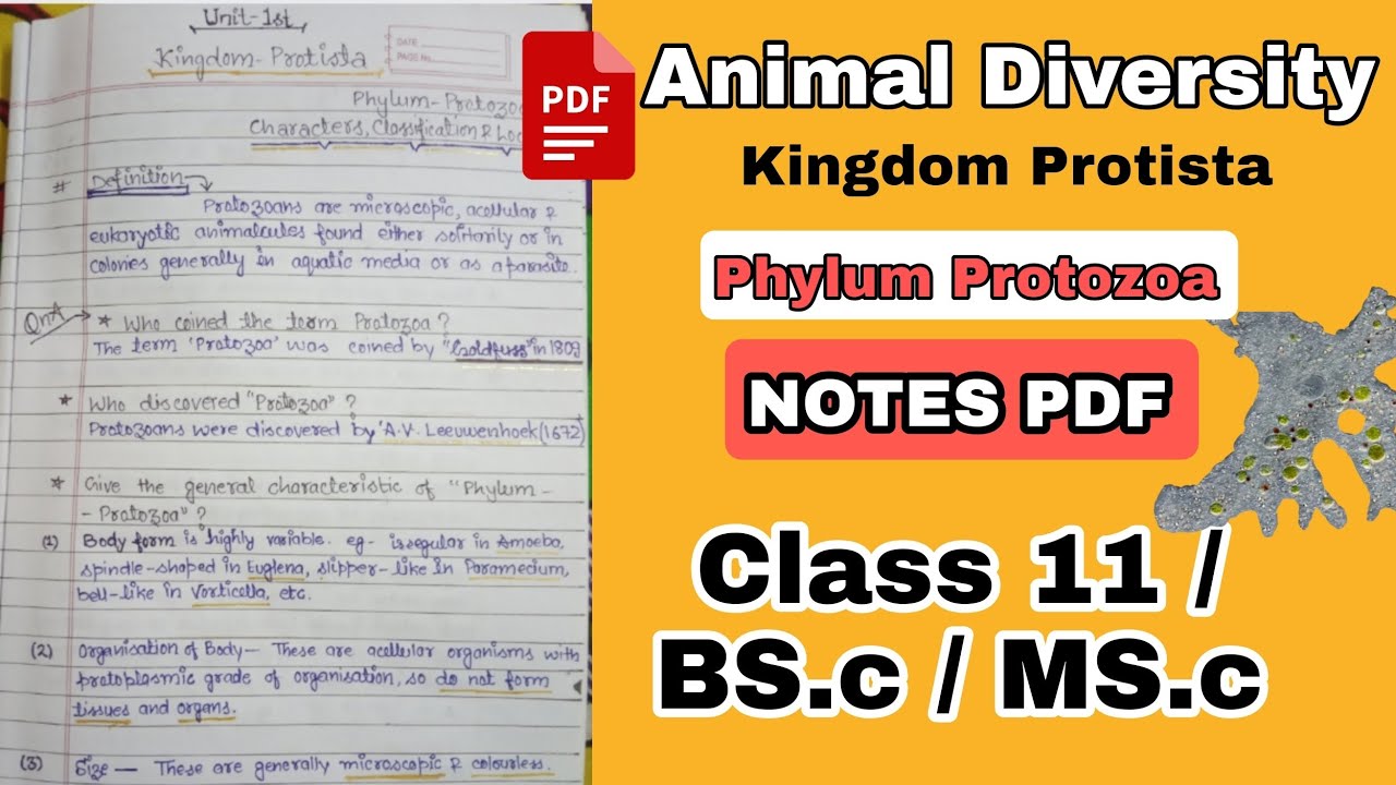 Protozoa : Animal Diversity notes Class -11| BSc Zoology 1st year ...