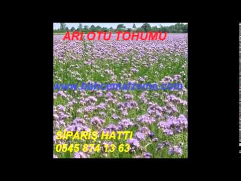 arı otu tohum fiyatı,arı otu yetiştiriciliği,arı otu nasıl ekilir,arı otu fiyatı,arı otu fiyatları,a