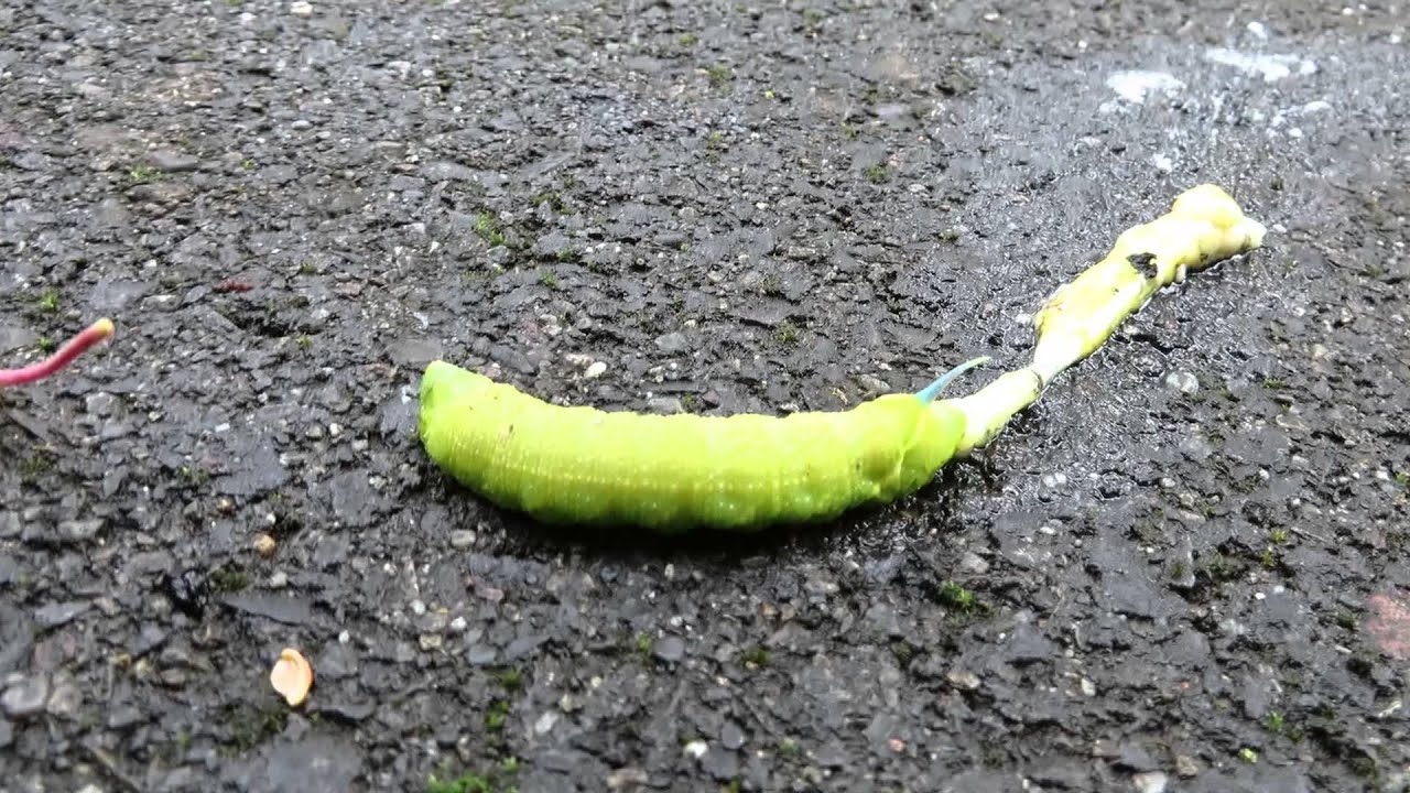 cool green caterpillar gets run over guts come out but still alive ...