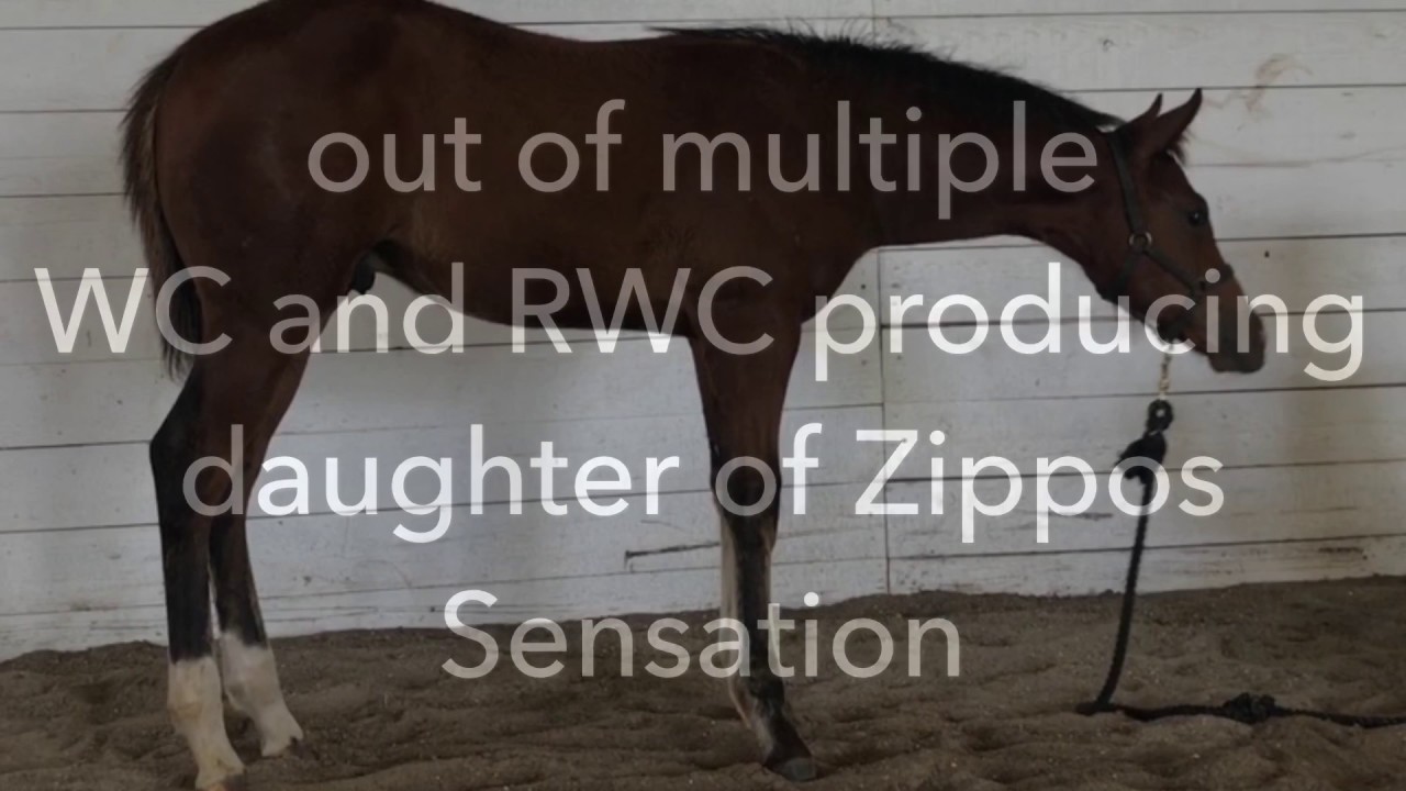 2017 colt by CR Good Machine - YouTube