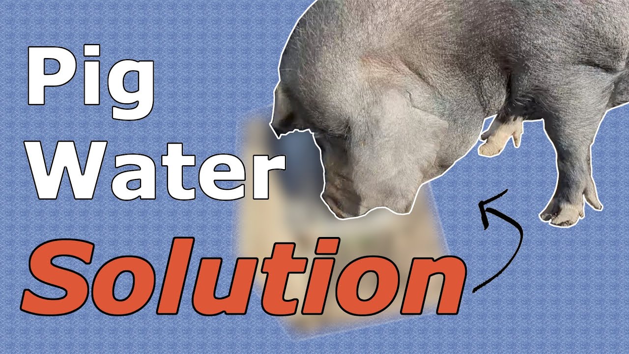 The BEST (and most STURDY) way to give WATER to PIGS - YouTube