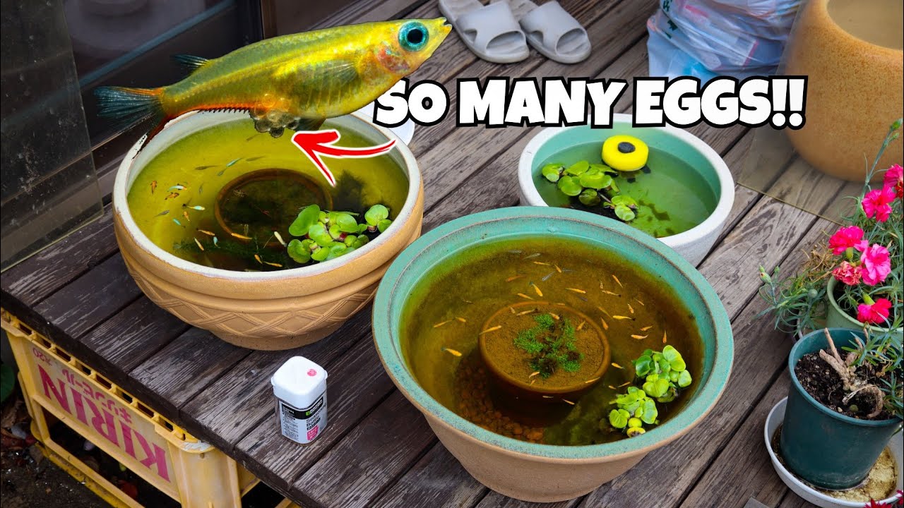 Our Ricefish are Breeding Like Crazy!! - YouTube