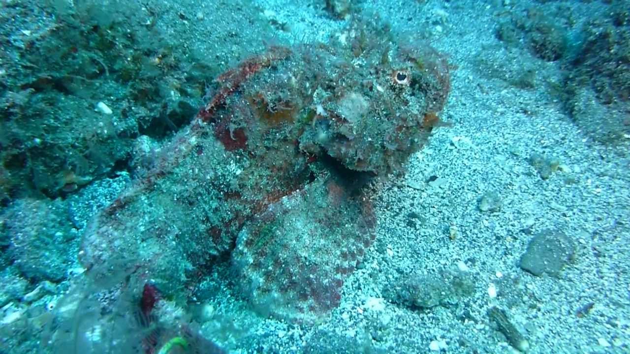 TZ30 Plongee 2012 : Poisson Pierre plongee à Ile de La Réunion - YouTube