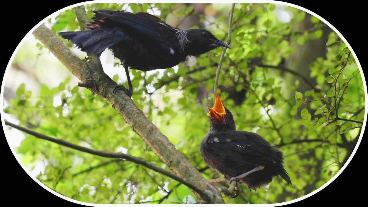 New Zealand Tui Bird Feeds Baby Tui in Forest - YouTube