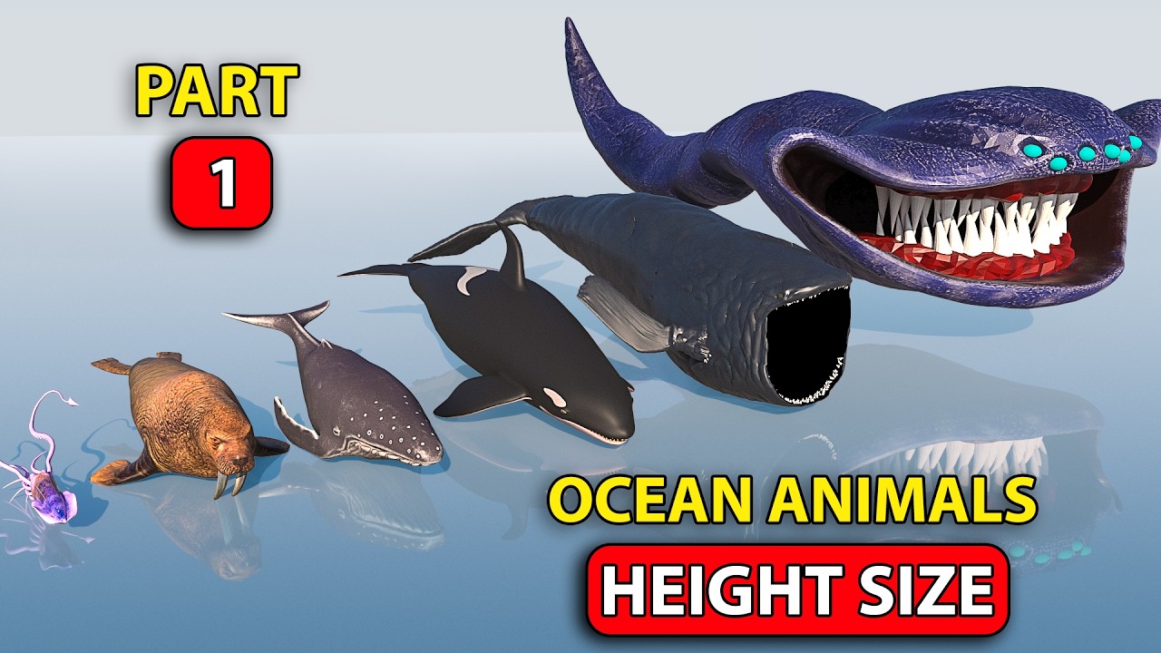 Largest Ocean Animal Size Comparison | 3D Ocean Animal Comparison ...