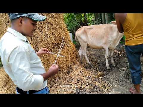 Haifer artificial insemination #artificialinsemination #veterinary ...