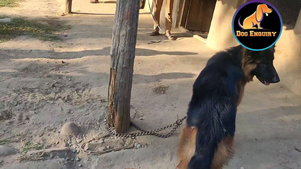 English Mastiff service .. and saint Bernard service - YouTube