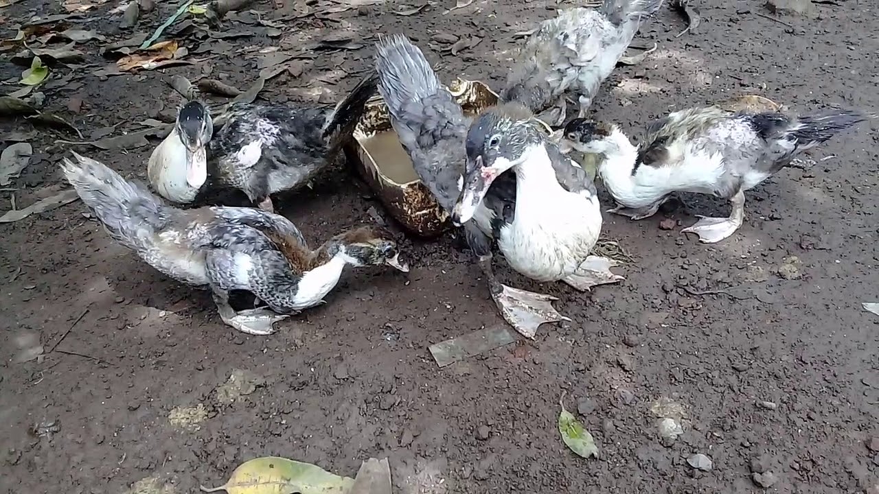 ternak entok rambon - paruh pendek - entok hias - klawu - silver - YouTube