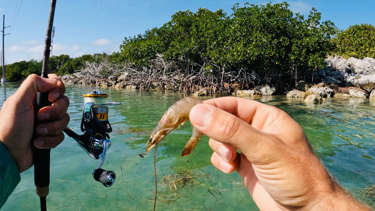 Kayak Fishing Florida Keys Canals with Shrimp - YouTube