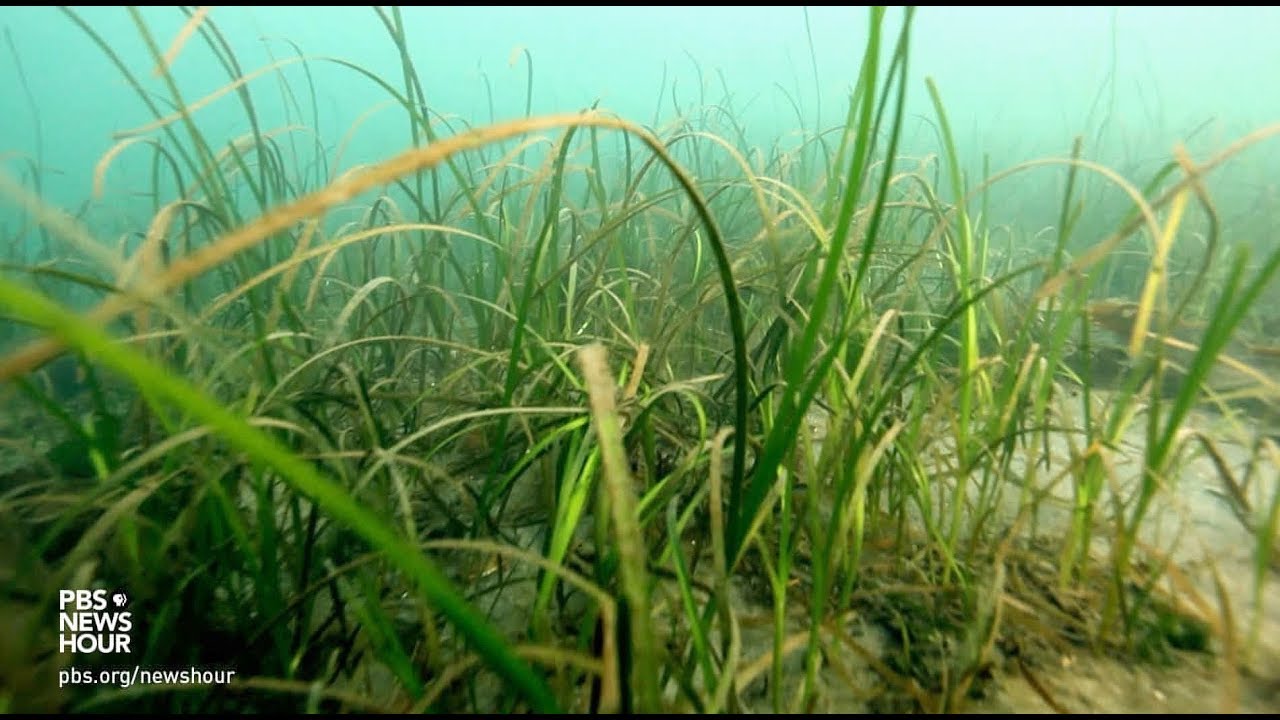 This aquatic grass could help shellfish threatened by ocean ...