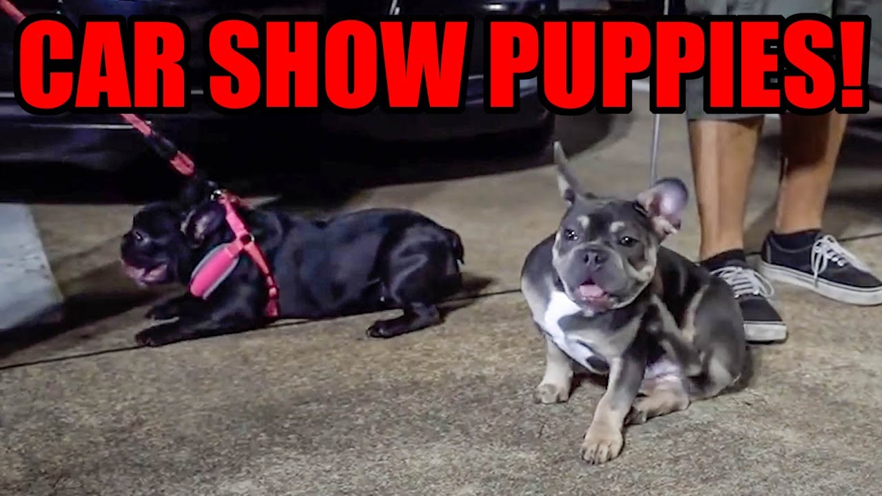CUTEST DOGS OF 2020 Compilation! (CAR SHOW PUPPIES! - Dogs Across Texas ...