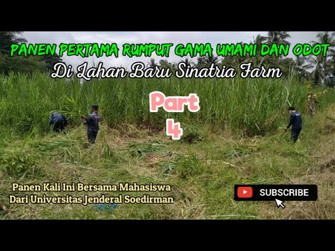 Panen Pertama Rumput Gama Umami Dan Odot Di Lahan Baru Sinatria Farm ...