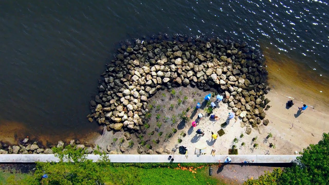 Planting Mangroves in Lake Worth Lagoon - Monceaux Park - YouTube