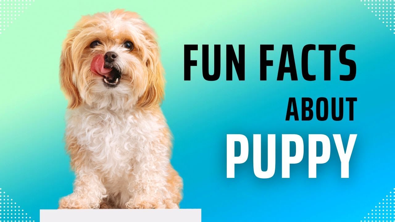 Awesome Pups Fun Facts About Dogs for Kids! - YouTube