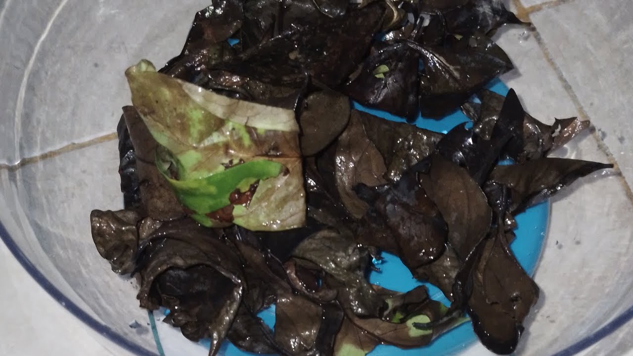 EKSTRAKSI DAUN SALAM METODE INFUSA - YouTube