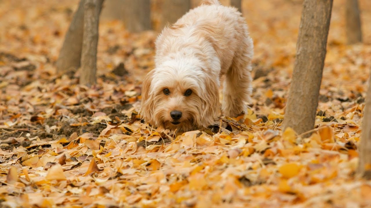 Exploring the Suitability of Cocker Spaniels as Therapy Dogs - YouTube