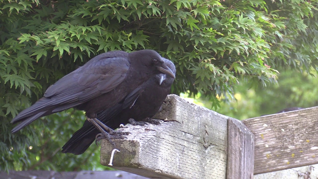 Allopreening American Crows - YouTube