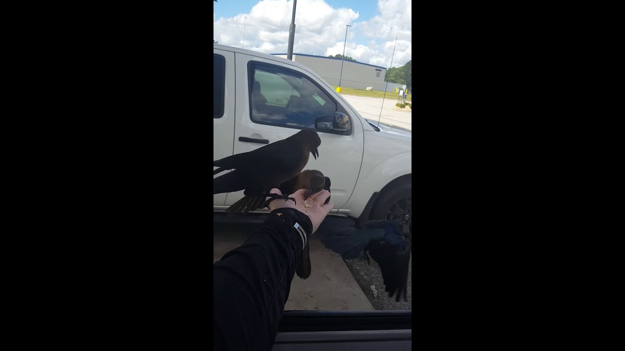 Wild birds at Georgia gas station - YouTube