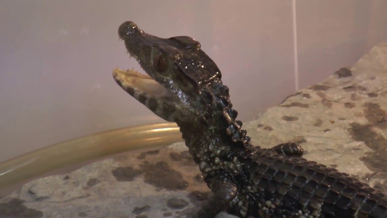 Caimano nano... - YouTube