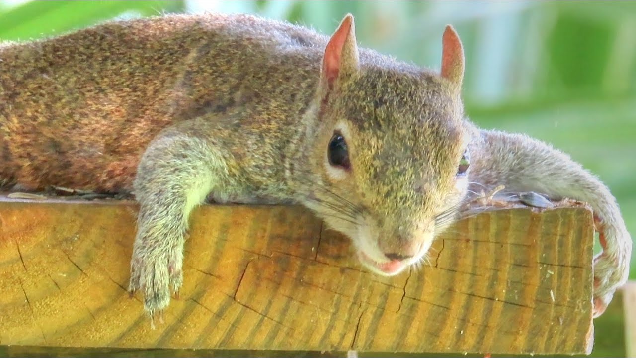 Man Bonds With Mother Squirrel - How Squirrels Keep Cool - YouTube