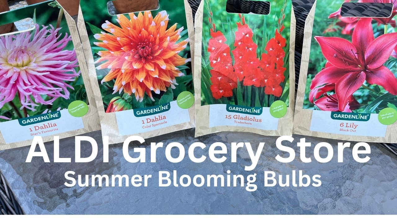 Summer Blooming Bulbs Haul for my Spring Garden from ALDI Grocery Store ...