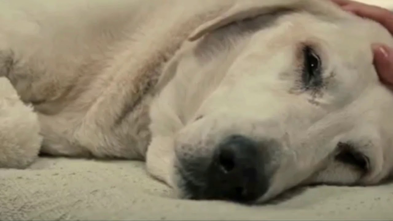 Girls When A Guy Dies Vs When A Dog Dies In A Movie YouTube girls-when-a-guy-dies-vs-when-a-dog-dies-in-a-movie-youtube