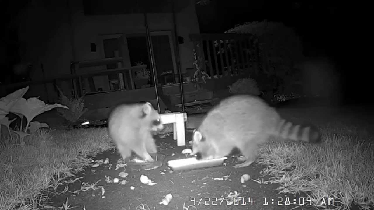 Raccoon fight night 09-22-2014 - YouTube