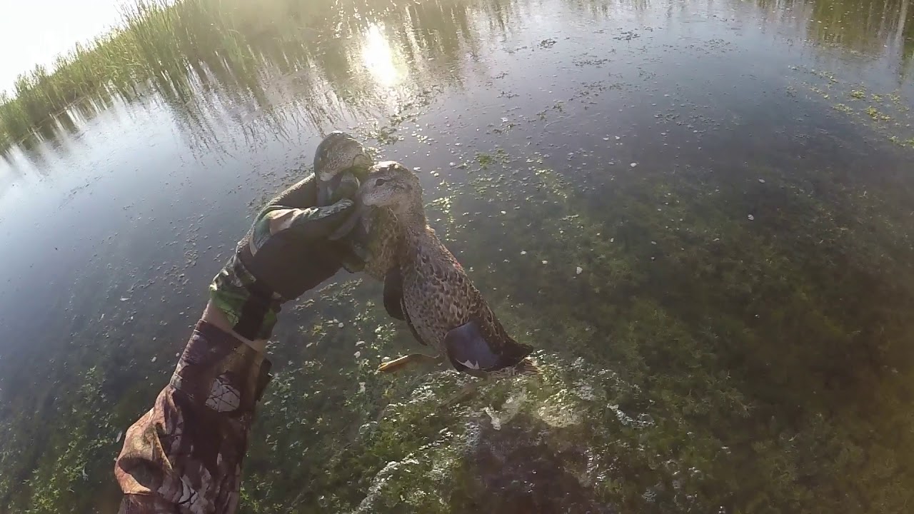 Early Teal Season 4 For 4 - 2019 STA - YouTube