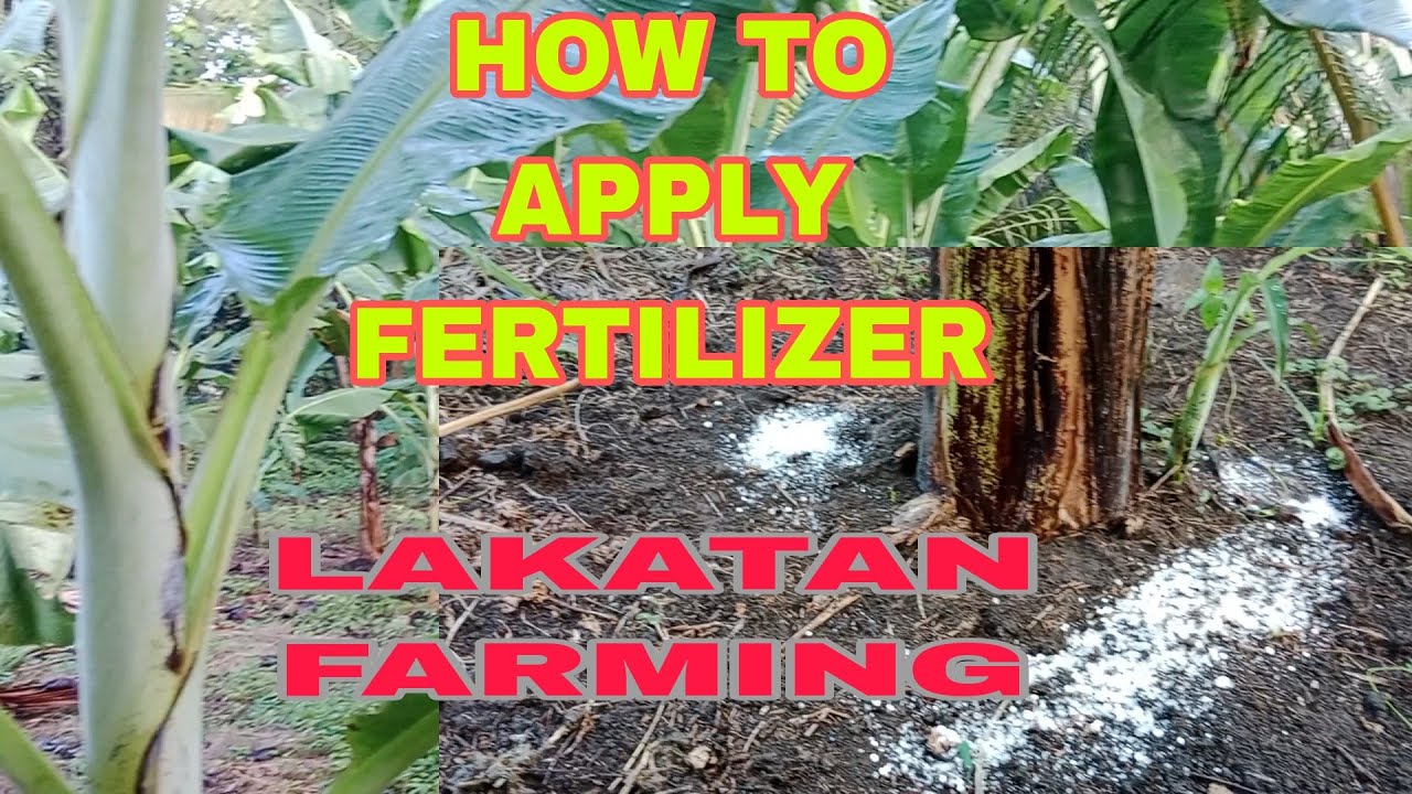 HOW TO APPLY FERTELIZER LAKATAN FARMING.6 MONTHS OLD - YouTube