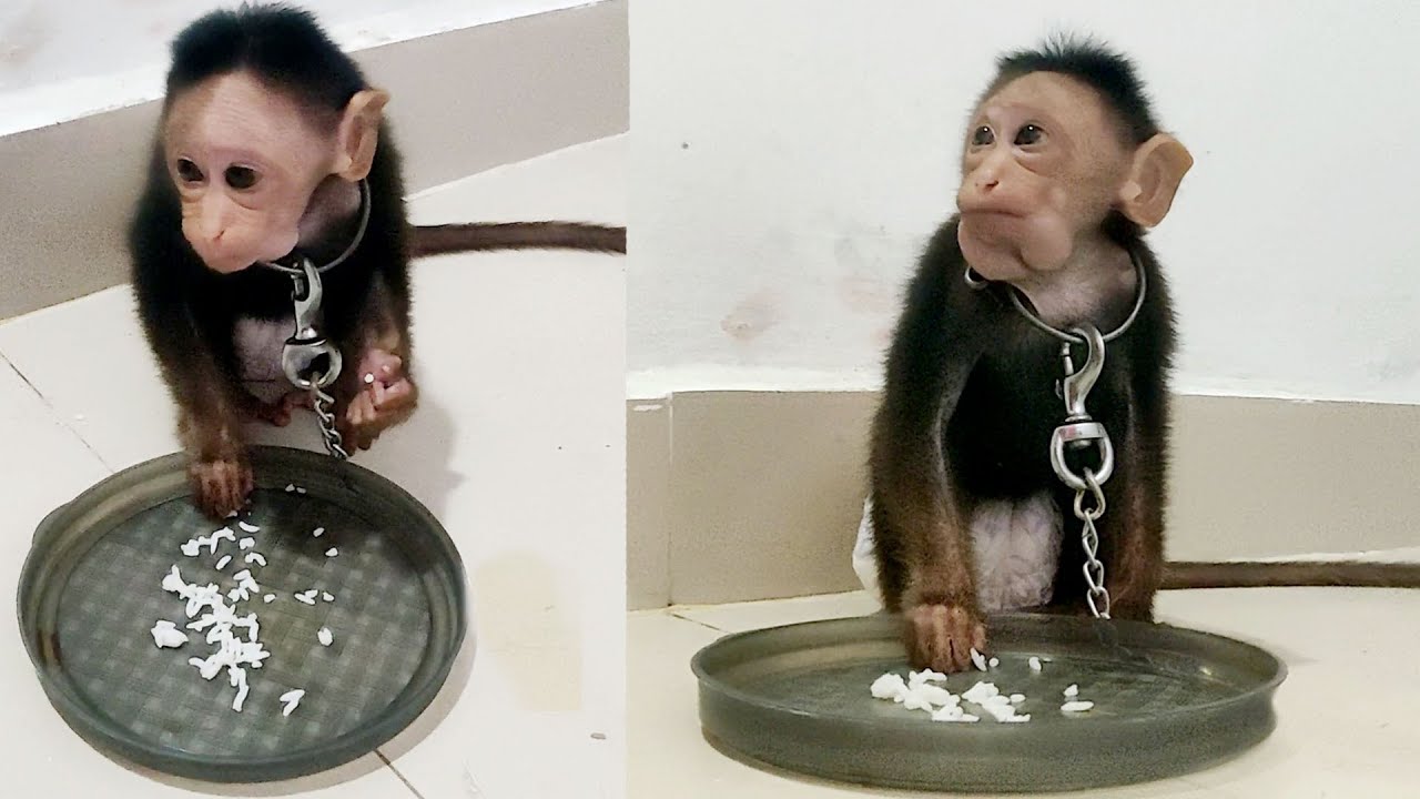 Little Monkey Eating Rice Very Hungry Baby Monkey Breakfast Cute My ...