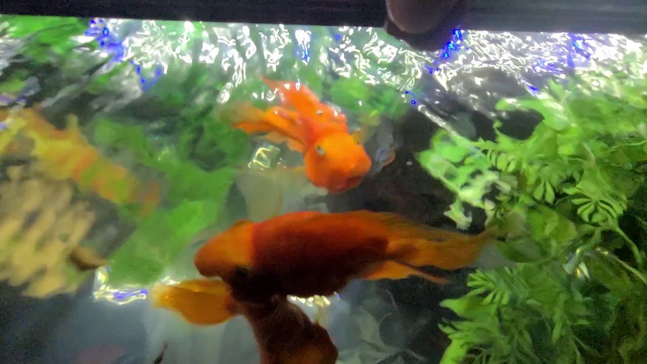 PARROT CICHLIDS JUMP FROM TANK! FEEDING BLOOD PARROT CICHLIDS - YouTube