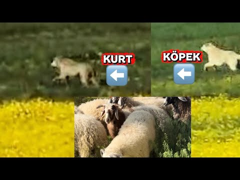 KURTLAR HER YERDEN SALDIRIYA GEÇTİ. KURT SONERİN KOYUNLARINA GELDİ BERAZ İZİN VERMEDİ.  