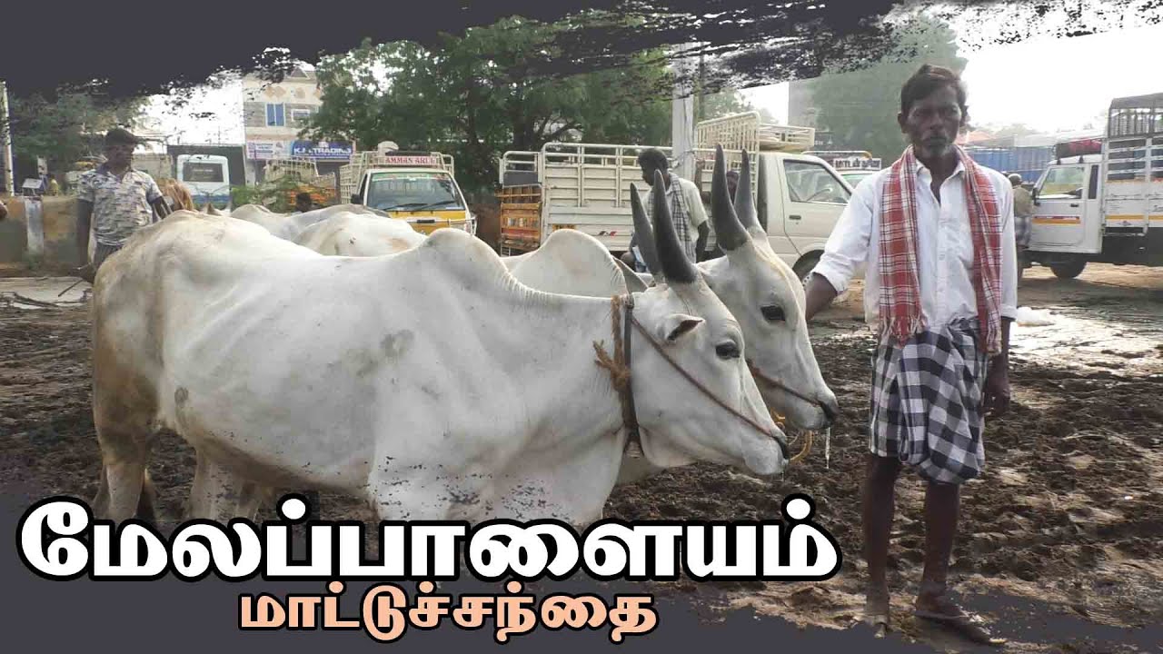 Melapalayam santhai | மேலப்பாளையம் மாட்டு சந்தை - YouTube