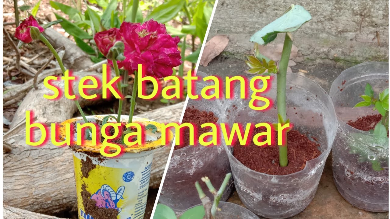 Cara stek batang bunga mawar dengan botol bekas - YouTube