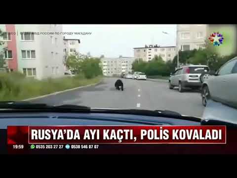 RUSYA'DA AYI KAÇTI,POLİS KOVALADI
