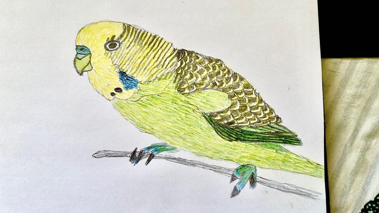 Budgie Parakeet Step by Step How to Draw (Draw Along) Tutorial with ...