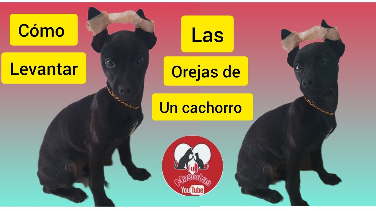 Las Orejas De Los Cachorros Cambian A Medida Que Crecen