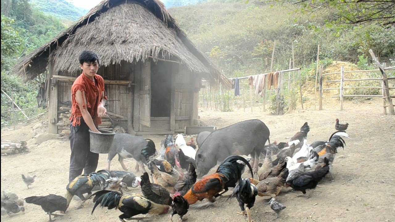The Whole Day Boy Man Wild Living In Primitive Village Feeding Chicken ...