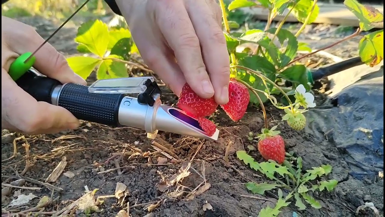 Measuring Brix for Strawberries Soraya F1 16 October - YouTube