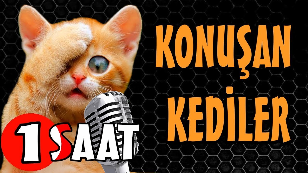 Konuşan Kediler 1 Saat - Sinema Tadında Komik Kediler - Yeni Bölüm ...