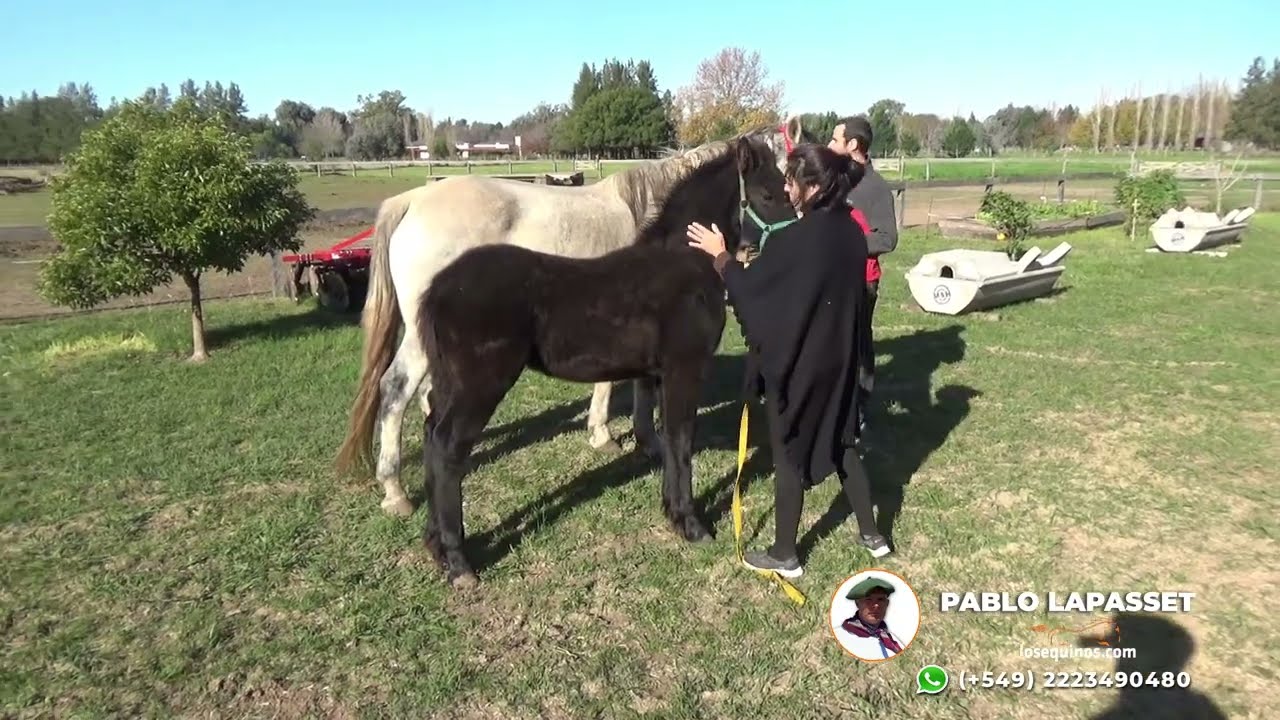 Potrillo FRISON puro KFPS - DESTACADO - $USD 9.500 - LOSEQUINOS.COM ...