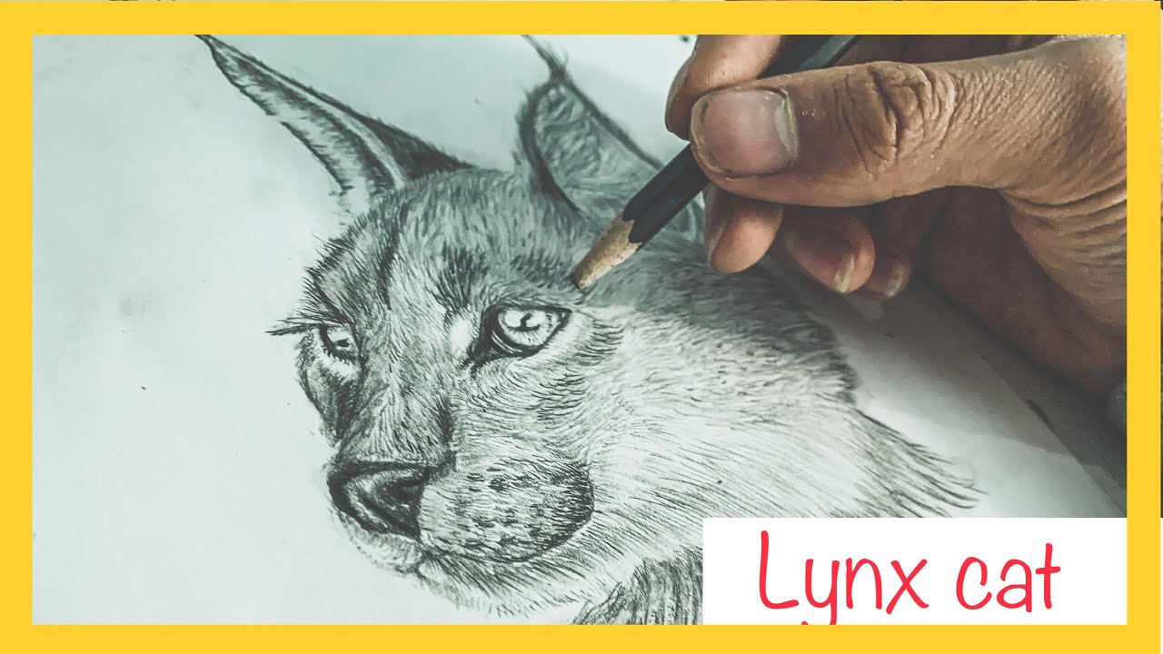 [Lynx Cat] drawing a lynx cat time lapse/how to - YouTube